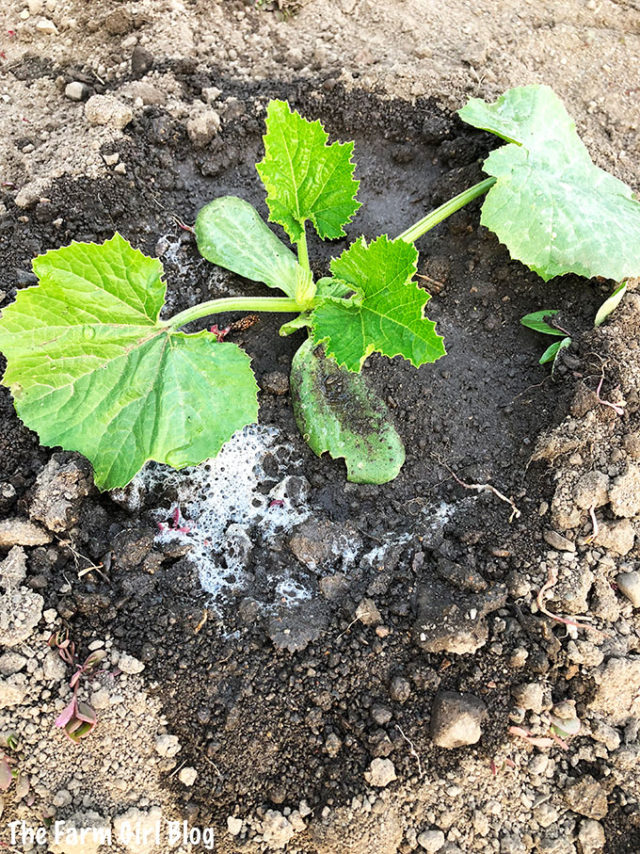 How to Use Alaska Fish Fertilizer to Fertilize Vegetables