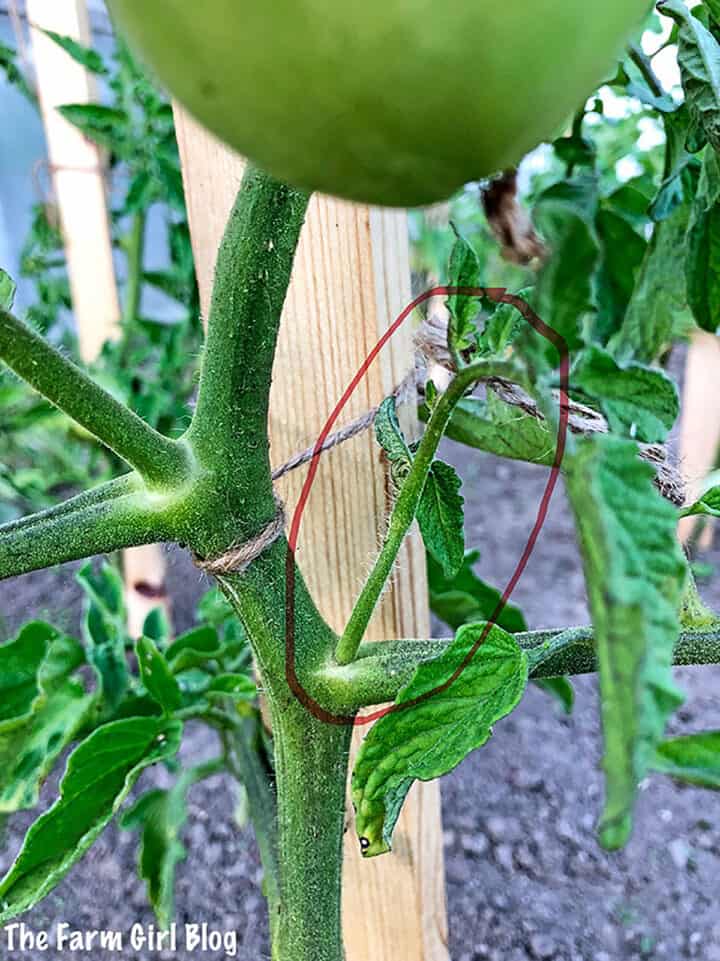 How To Prune Tomato Plants Easily Simple 3 Step Process