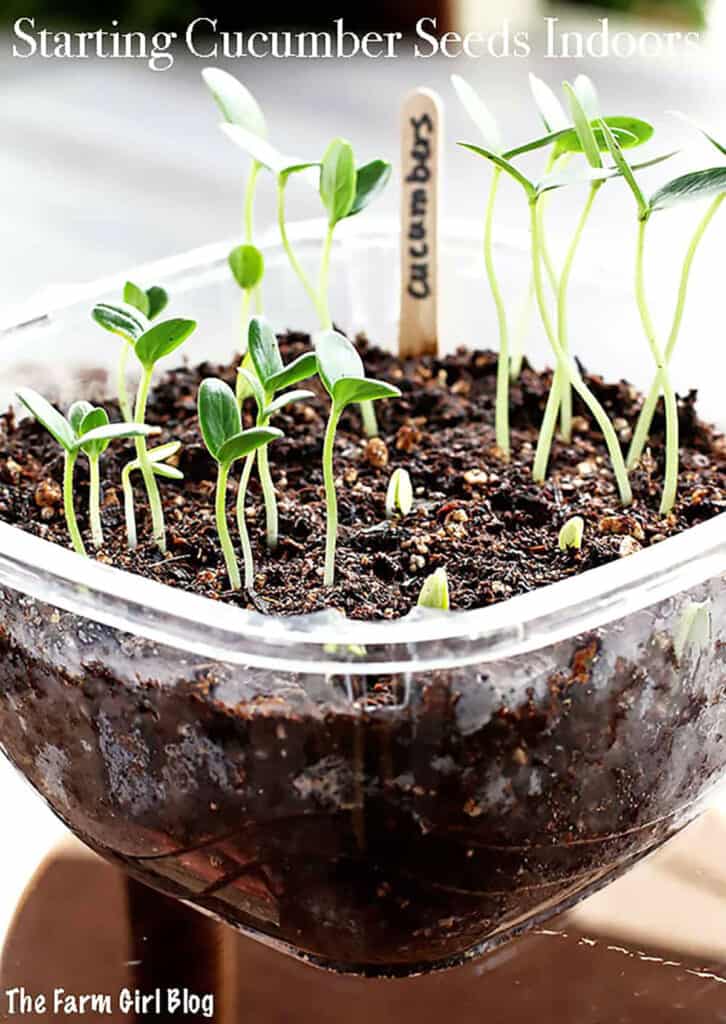 How to Start Cucumber Seeds Indoors (Step by Step)
