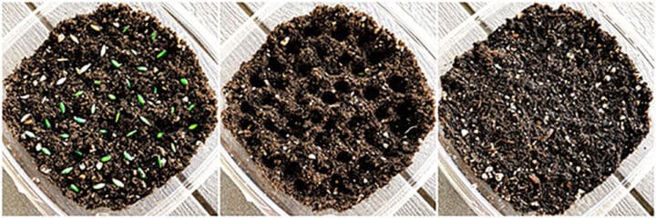 How to Start Cucumber Seeds Indoors (Step by Step)