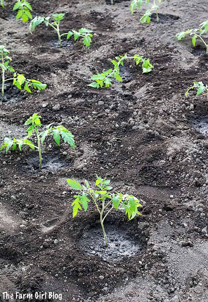 Transplanting Tomato Seedlings (Simple 10-Step Guide)